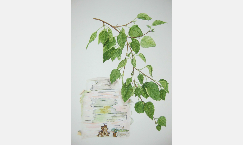 Sally Pinhey - Artist Details · Dorset Visual Arts