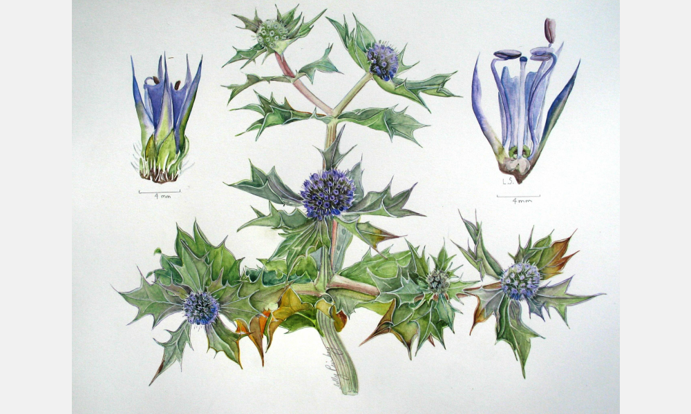 Sally Pinhey - Artist Details · Dorset Visual Arts