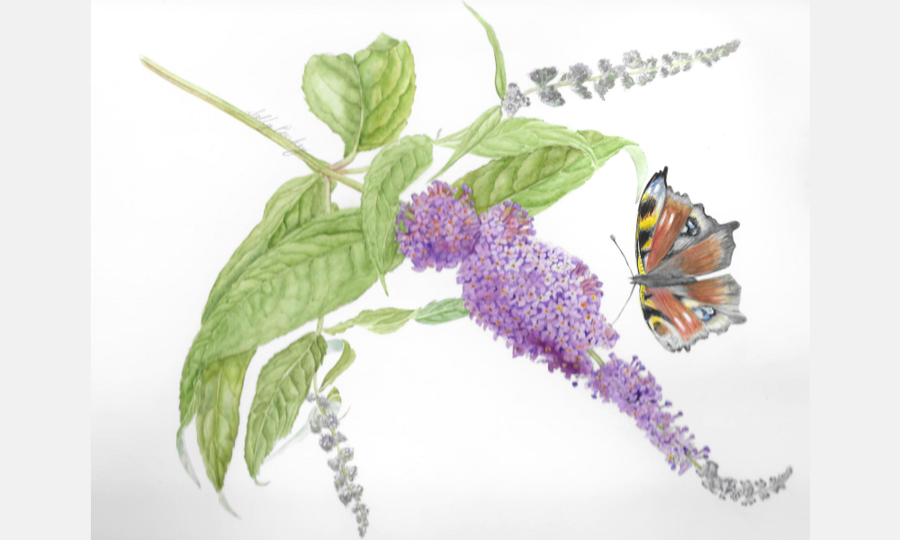 Sally Pinhey - Artist Details · Dorset Visual Arts