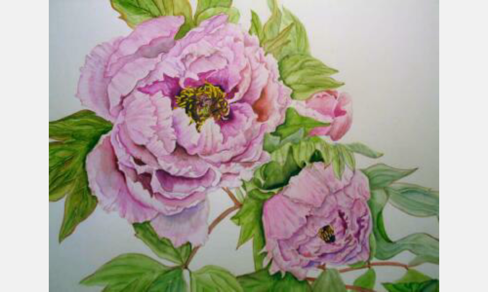 Sally Pinhey - Artist Details · Dorset Visual Arts